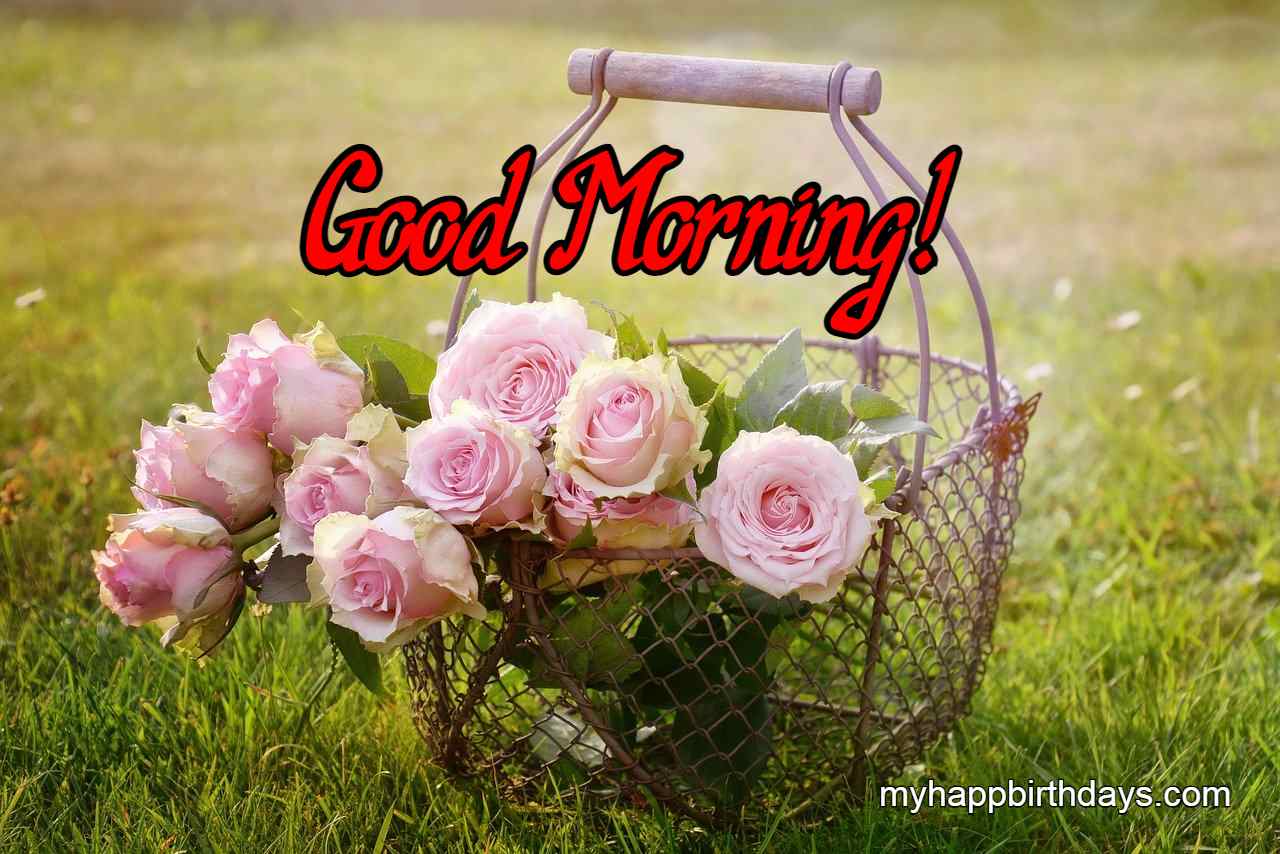 200+ Romantic Good Morning Wishes With Roses, Flowers (HD)