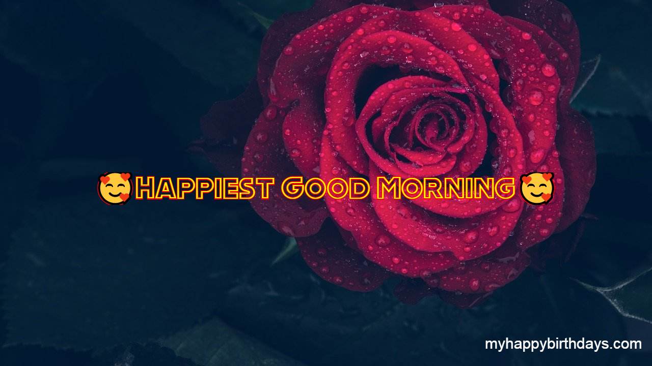 200+ Romantic Good Morning Wishes With Roses, Flowers (HD)