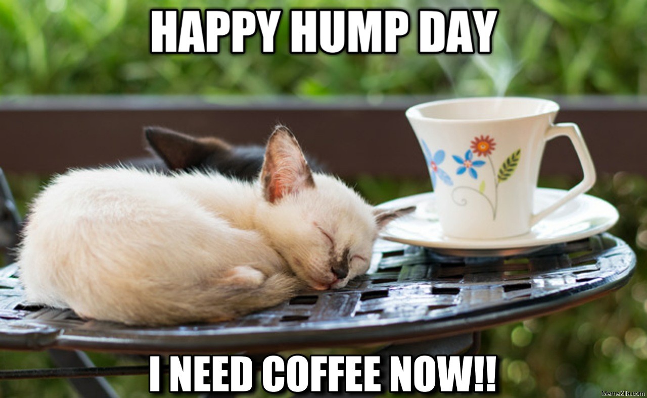 111 Awsome Hillarious Funny Wednesday Memes Of All Time